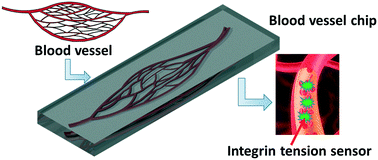 Microfluidic chip grafted with integrin tension sensors for evaluating ...