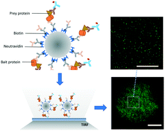 Analyzing protein–protein interactions in rare cells using microbead ...