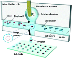 Label-free single-cell isolation enabled by microfluidic impact ...
