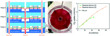 A compact integrated microfluidic oxygenator with high gas exchange ...