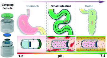 Small intestinal sampling capsule for inflammatory bowel disease type ...