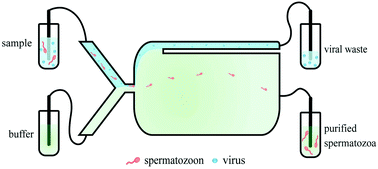 Virus removal from semen with a pinched flow fractionation microfluidic ...