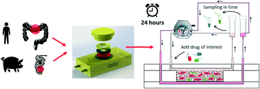 Intestinal explant barrier chip: long-term intestinal absorption ...