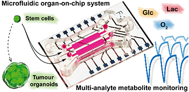 Microfluidic organ-on-chip system for multi-analyte monitoring of ...
