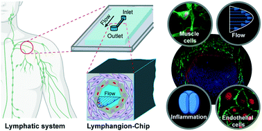 Lymphangion-chip: a microphysiological system which supports co-culture ...