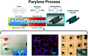 Rapid prototyping of cell culture microdevices using parylene-coated 3D ...