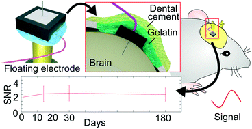 A floating 5 μm-diameter needle electrode on the tissue for damage ...