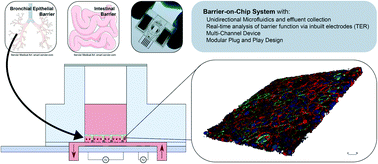 Real-time monitoring of epithelial barrier function by impedance ...