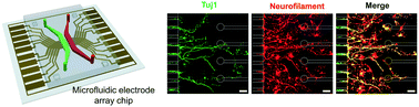 Microfluidic electrode array chip for electrical stimulation-mediated ...