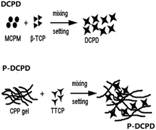 A slow and sustained release of methotrexate (MTX) from a new polymeric ...