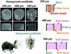 Honeycomb scaffolds capable of achieving barrier membrane-free guided bone regeneration ...