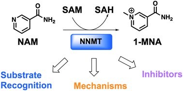 Mechanisms and inhibitors of nicotinamide N-methyltransferase - RSC ...