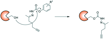 Reactivity of N-acyl hydrazone probes with the mammalian proteome - RSC ...