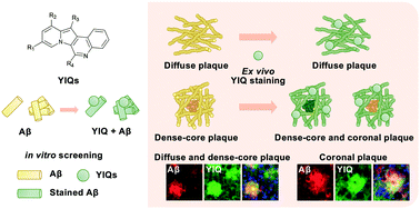 Anti-amyloidogenic indolizino[3,2-c]quinolines as imaging probes differentiating dense-core ...