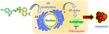 Small molecule-mediated induction of endoplasmic reticulum stress in ...