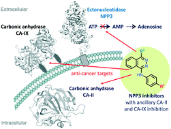 Discovery of potent nucleotide pyrophosphatase/phosphodiesterase3 (NPP3 ...