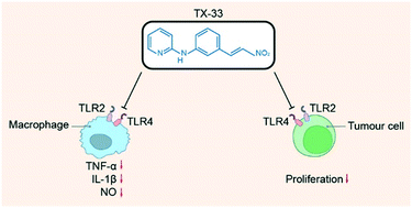 Design and optimisation of a small-molecule TLR2/4 antagonist for anti ...