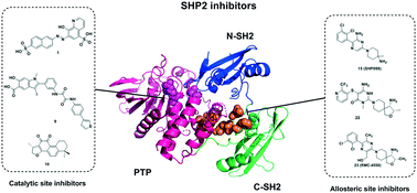 Recent advances in the discovery of protein tyrosine phosphatase SHP2 ...