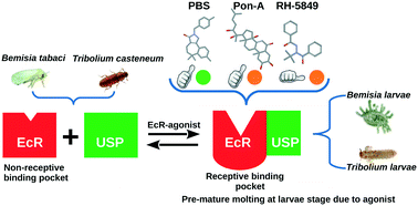 New ecdysone receptor agonists: a computational approach for rational ...