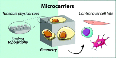 Hipster microcarriers: exploring geometrical and topographical cues of ...