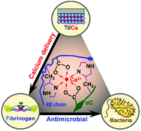 The antimicrobial effect of calcium-doped titanium is activated by ...