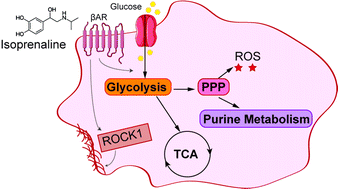 β-Adrenoceptor regulation of metabolism in U937 derived macrophages ...