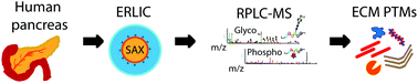 Analysis of pancreatic extracellular matrix protein post-translational ...