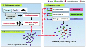 An integrated network analysis approach to identify potential key genes ...