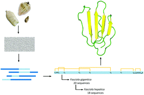 In silico characterisation of the complete Ly6 protein family in ...