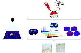 Spatial proteomic alterations detected via MALDI-MS imaging implicate ...