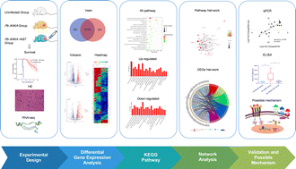 RNA-seq-based transcriptome analysis of the anti-inflammatory effect of ...