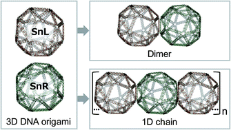 Chiral 3D DNA origami structures for ordered heterologous arrays ...