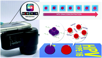 Paper-based DNA sensor enabling colorimetric assay integrated with ...