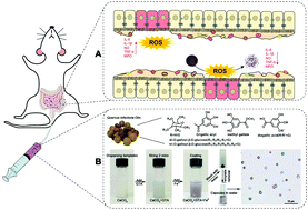 ROS-responsive microcapsule assembly from Turkish galls for ulcerative ...