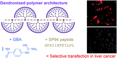 A peptide-functionalised dendronised polymer for selective transfection ...