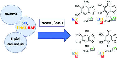 Free radical scavenging activity of newly designed sesamol derivatives ...