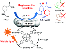 Visible light driven selective NADH regeneration using a system of water-soluble zinc porphyrin ...
