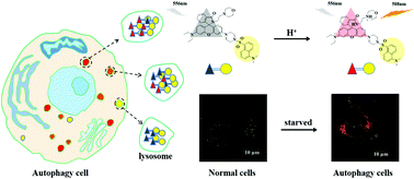 A dual-channel fluorescent probe for monitoring pH changes in lysosomes ...