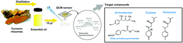 Identification and detection of bioactive compounds in turmeric ...