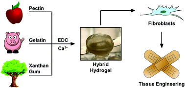 Biocompatible pectin-based hybrid hydrogels for tissue engineering ...