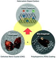 Heteroatom-doped carbon electrocatalysts prepared from marine biomass ...