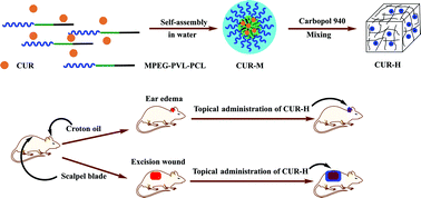 Carbopol 940 hydrogel containing curcumin-loaded micelles for skin ...