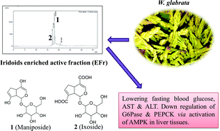 Iridoid glycoside isolated from Wendlandia glabrata and the role of its ...