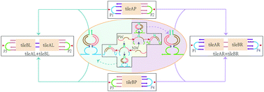 A novel strategy for programmable DNA tile self-assembly with a DNAzyme ...