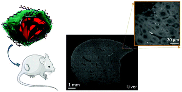 Harnessing subcellular-resolved organ distribution of cationic ...