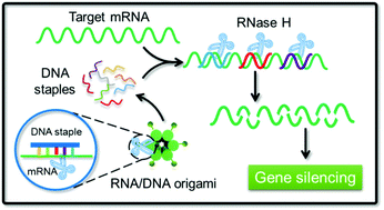 An RNA/DNA hybrid origami-based nanoplatform for efficient gene therapy ...