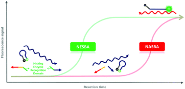 Nucleic Acid Amplification Techniques Dna Amplification Frontiers