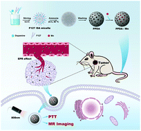 A mesoporous polydopamine nanoparticle enables highly efficient ...