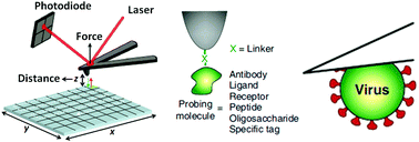 Peak force tapping atomic force microscopy for advancing cell and ...