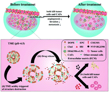Acidic tumor microenvironment-sensitive liposomes enhance colorectal ...